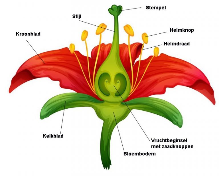 Van bloem tot vrucht – Scheppersinstituut